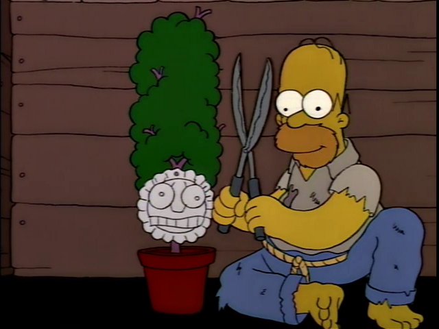 We called the yellow-potted fern Sideshow Bob for so long that I ...